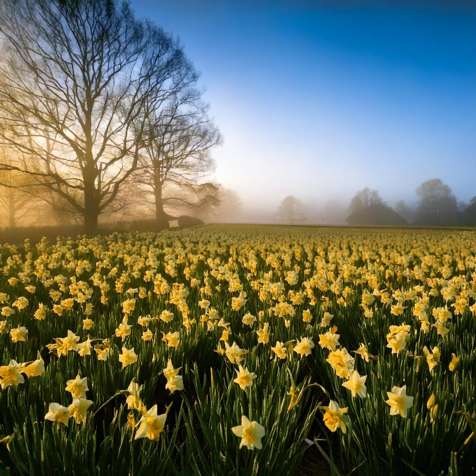 Nine Week Cell Salt Cycle and Protocol to Balance Digestion